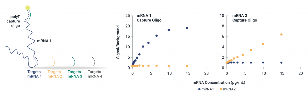 VaxArray for mRNA Vaccines | Multiplexed Testing Solutions | InDevR