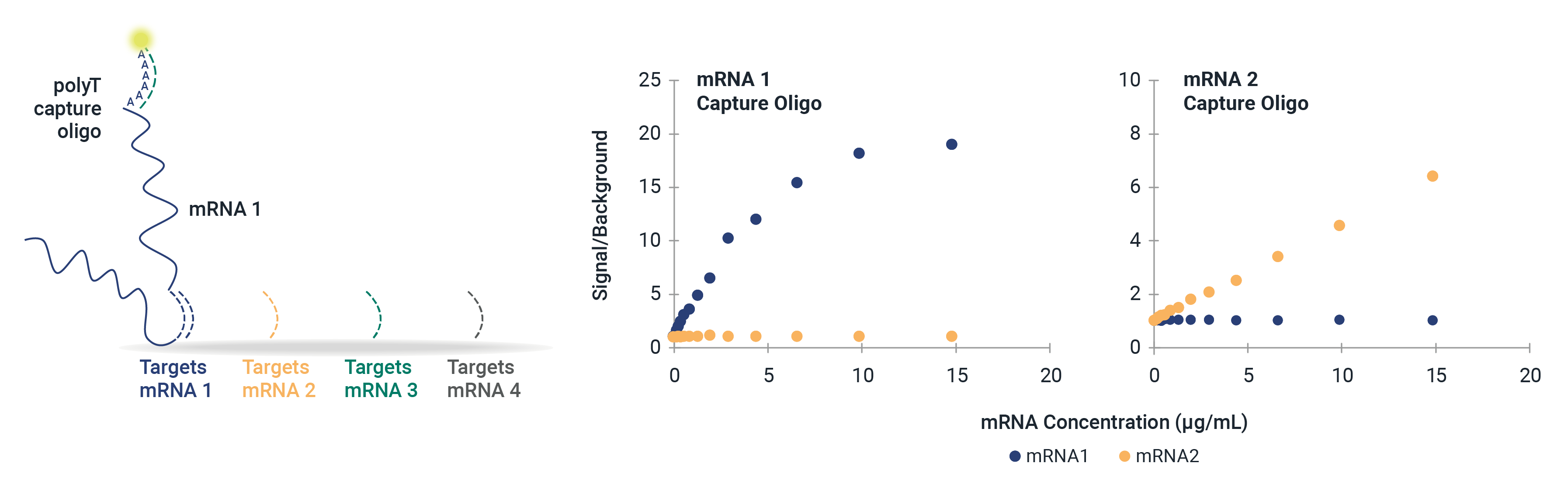 VaxArray for mRNA Vaccines | Multiplexed Testing Solutions | InDevR