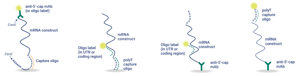 mRNA Vaccines | Rapid Multiplexed Solutions - InDevR