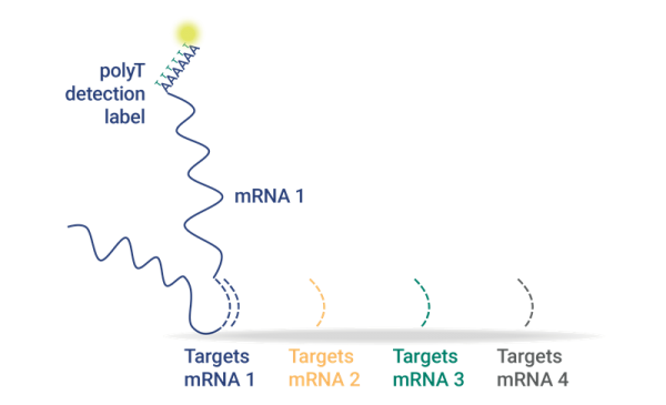Identity and Quantification of a Multivalent mRNA-4 crop - InDevR