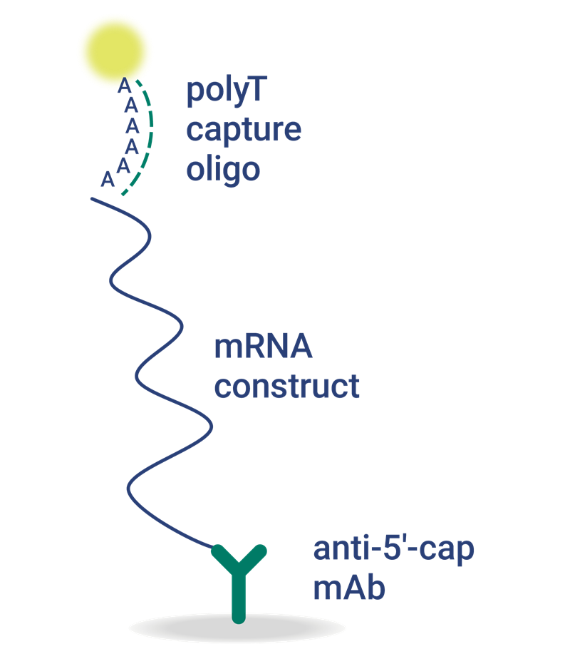 Rapid 5’ Capping Efficiency Assay for Bioprocess Development crop - InDevR