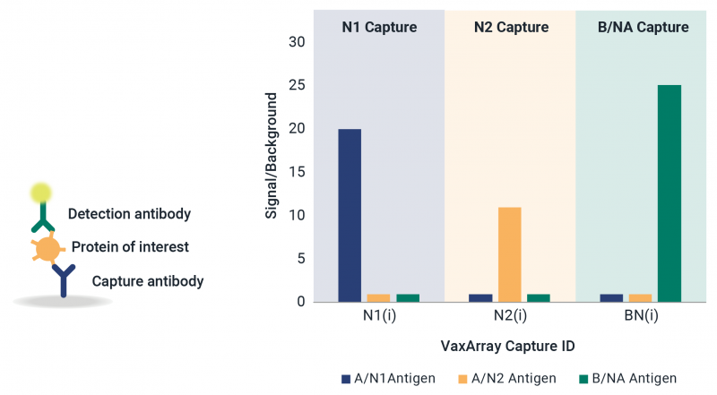 VaxArray® for Influenza | Multiplexed Assays for Vaccine Testing | InDevR