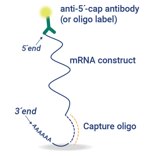 2nd Annual mRNA Quality Control & Compliance Summit | InDevR